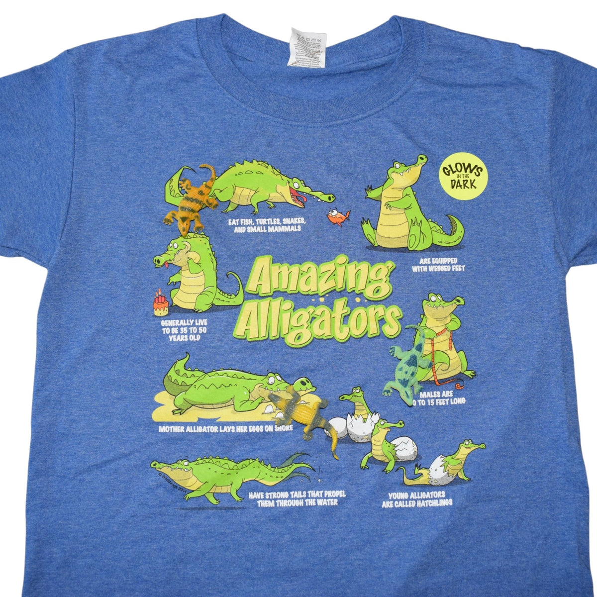 Amazing Alligators – Jr Ranger Shop